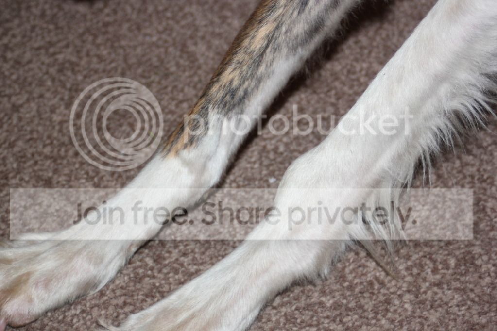 Swelling/lump on the carpus joint - Lurcher Link