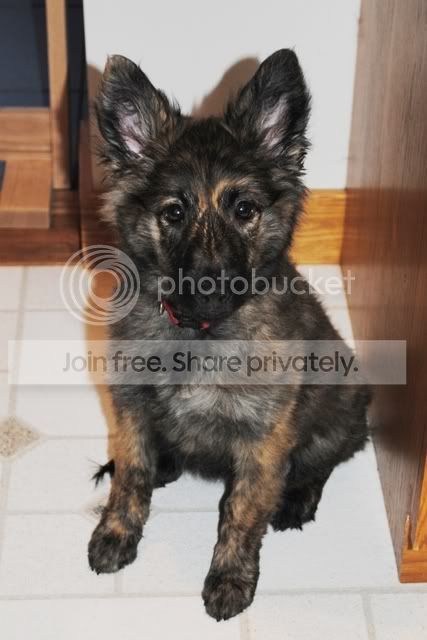 New LH puppy import - Dutch Shepherd Forum